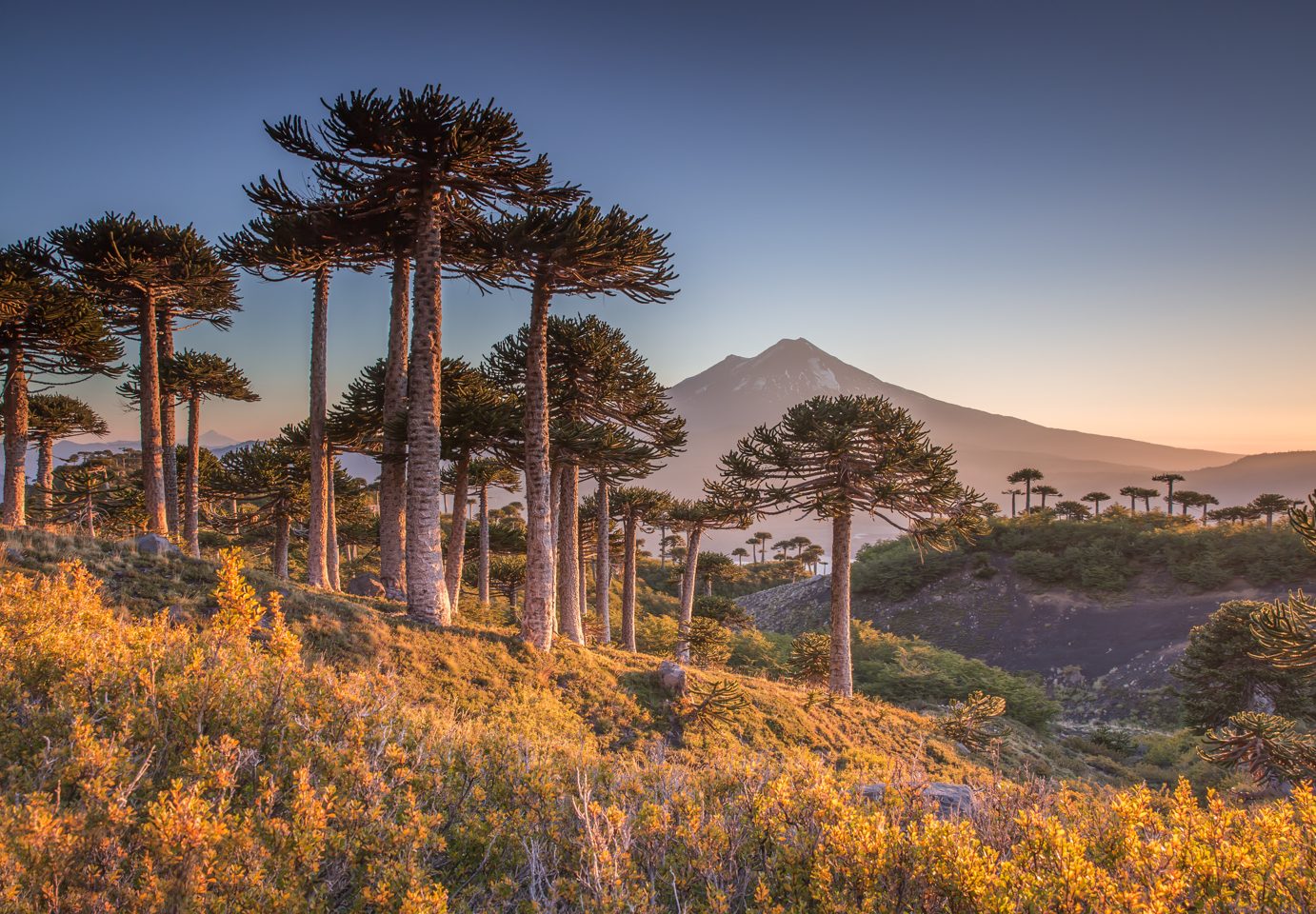 Nationalpark Conguill o Araukanien Die Sch nsten Sonnenschirme Nationalpark Conguill o Araukanien Die Sch nsten Sonnenschirme